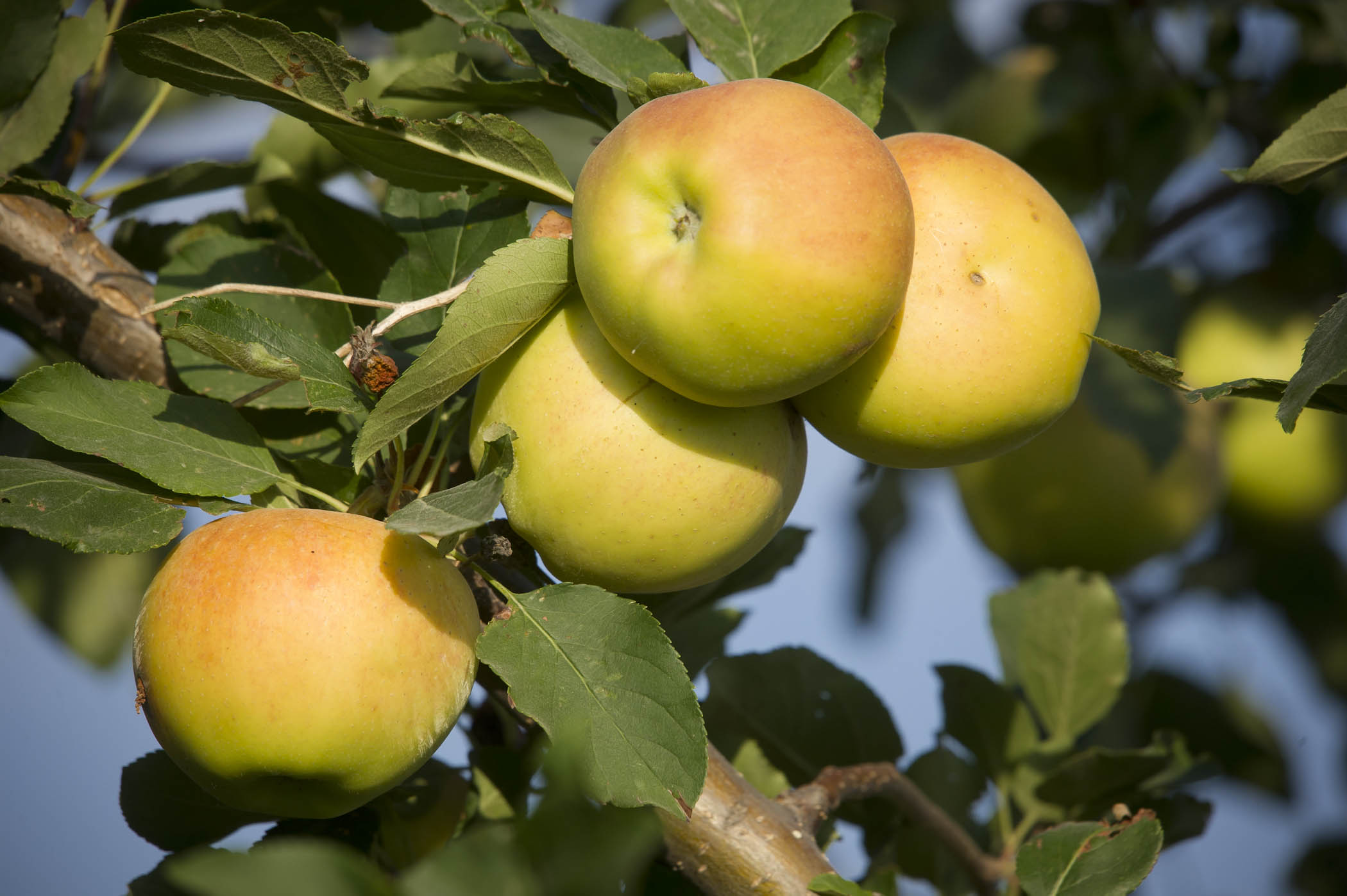 Fall Fun at Nebraska Apple Orchards | Visit Nebraska