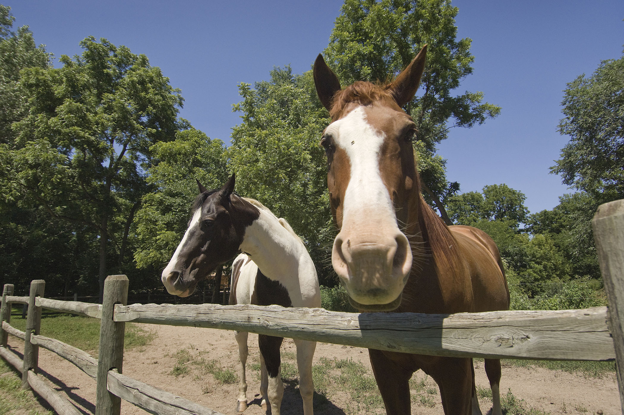 A Horse Lover's Roundup of Nebraska | Visit Nebraska