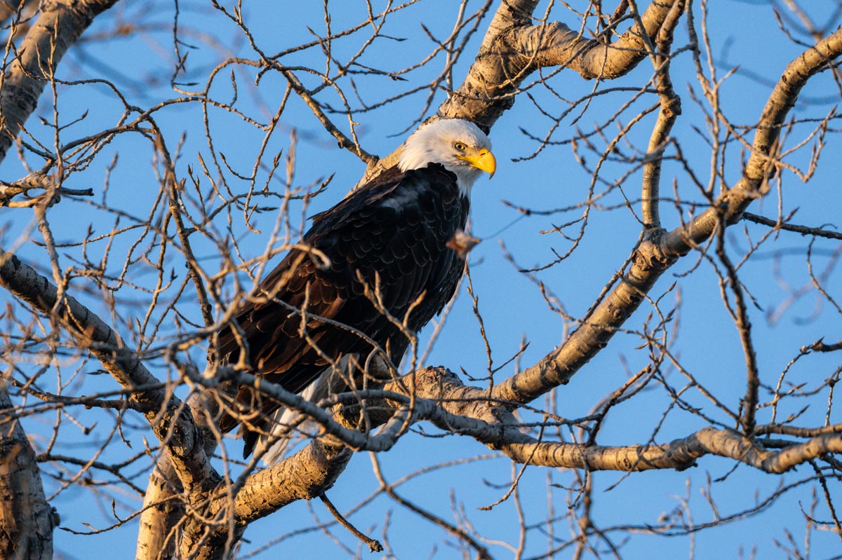 Bald Eagle Watching in Nebraska | VisitNebraska.com
