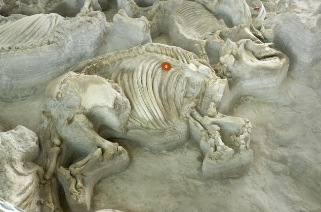 Ashfall Fossil Beds State Historical Park (Royal) | VisitNebraska.com